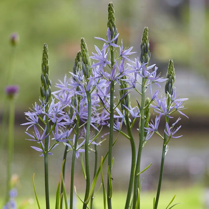 Camassia 'Caerulea' – Roots Plants
