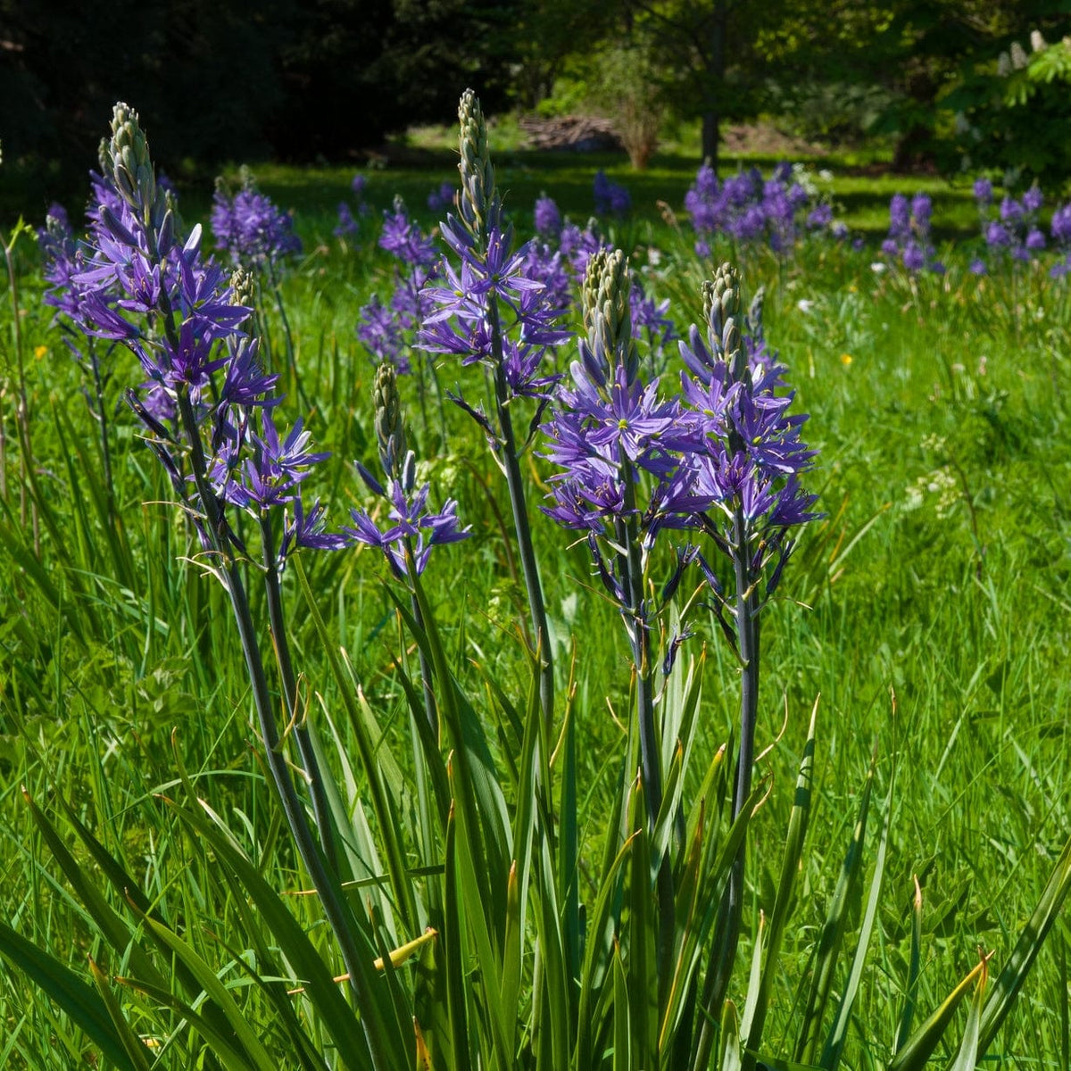Camassia 'Caerulea' – Roots Plants