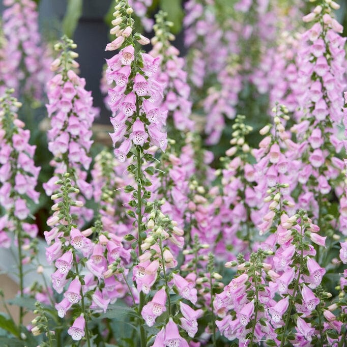 Pink Foxglove | Digitalis 'Pink Panther' – Roots Plants