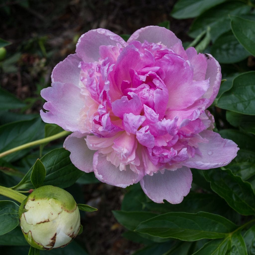 Peony 'Raspberry Sundae' – Roots Plants