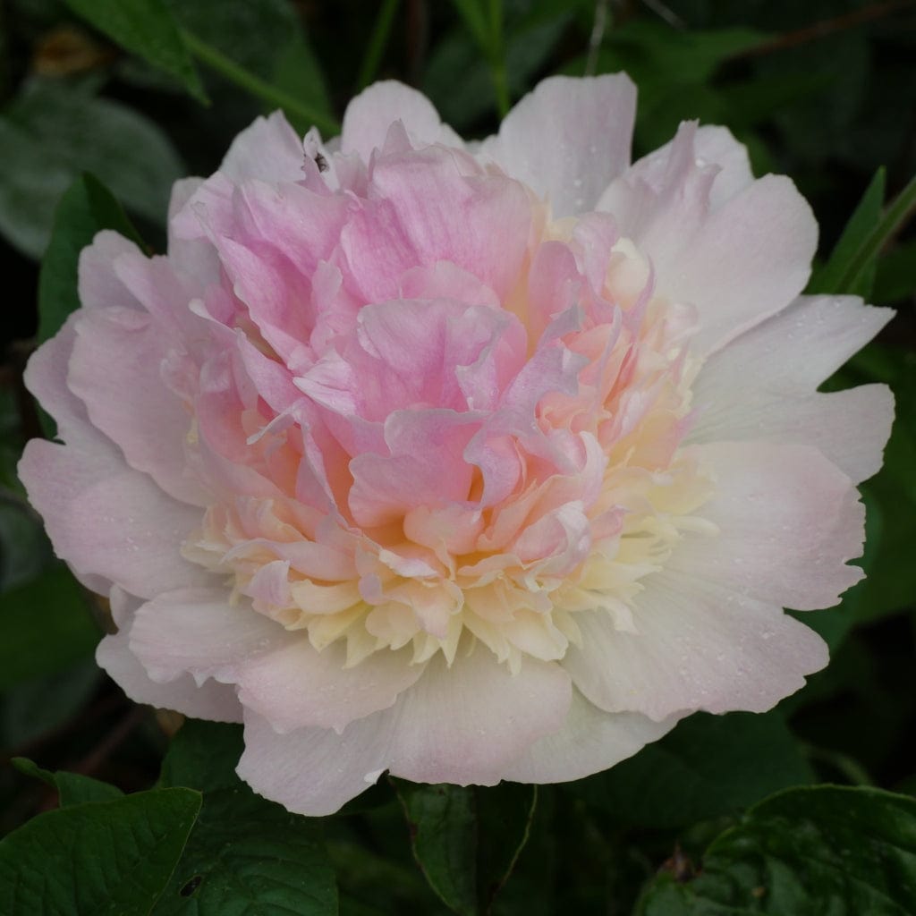 Peony 'Raspberry Sundae' – Roots Plants