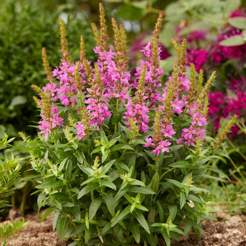 Lythrum salicaria 'Robin' – Roots Plants