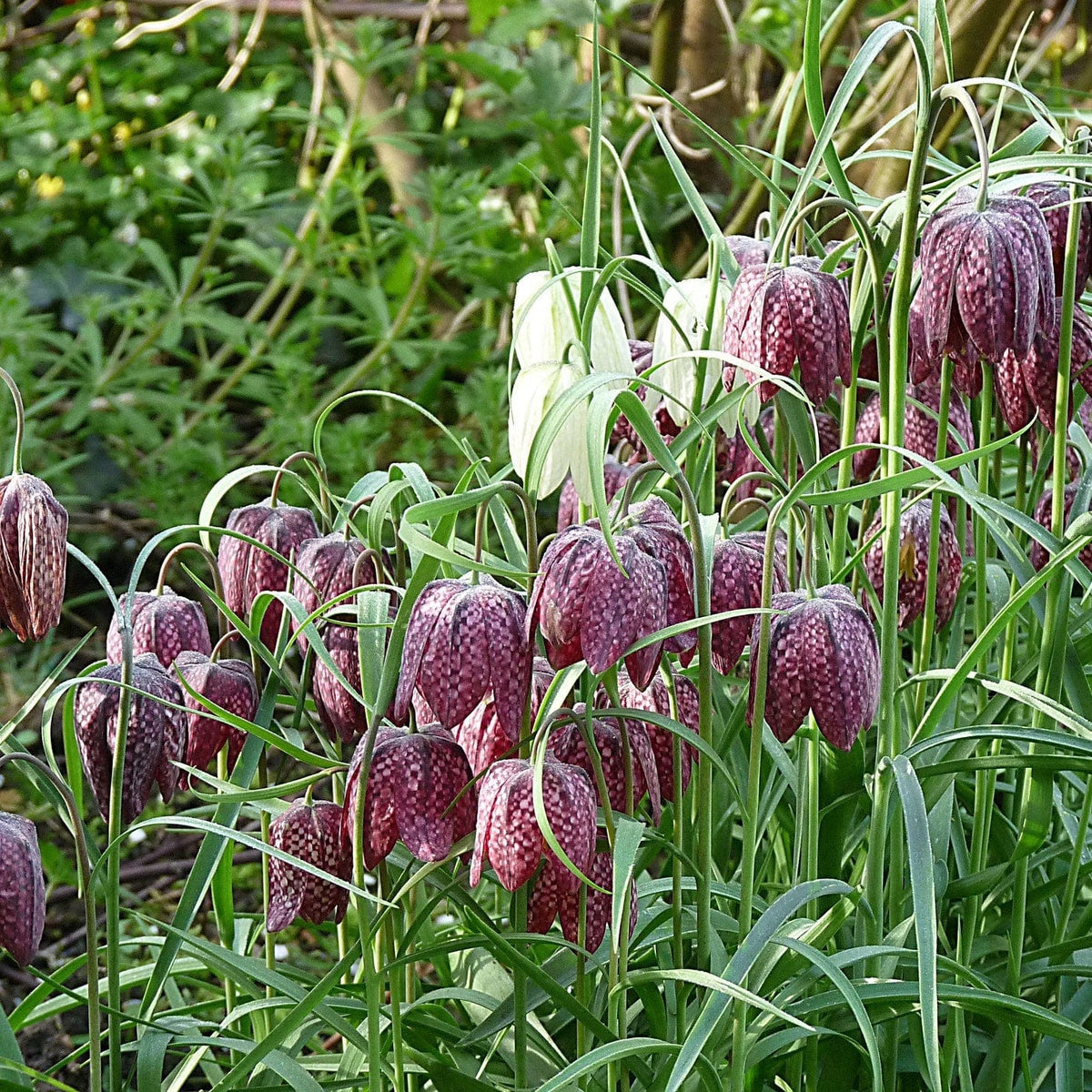 Snake's Head Fritillary | Fritillaria meleagris – Roots Plants