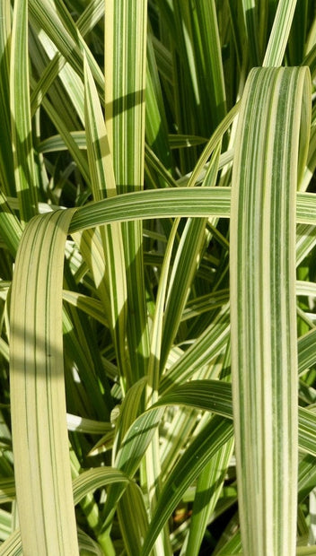 Variegated Reed Sweet Grass | Glyceria maxima variegata – Roots Plants