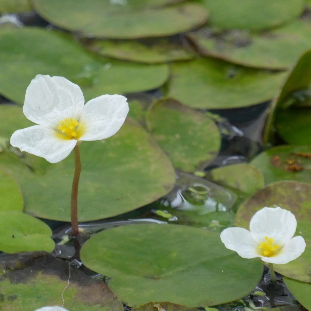 Frogbit Plants – Roots Plants