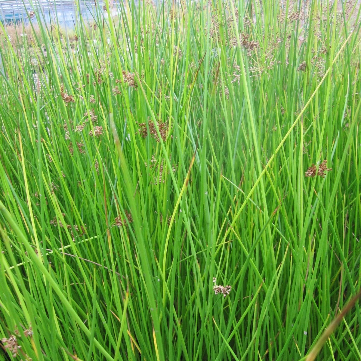 Soft Rush | Juncus effusus – Roots Plants