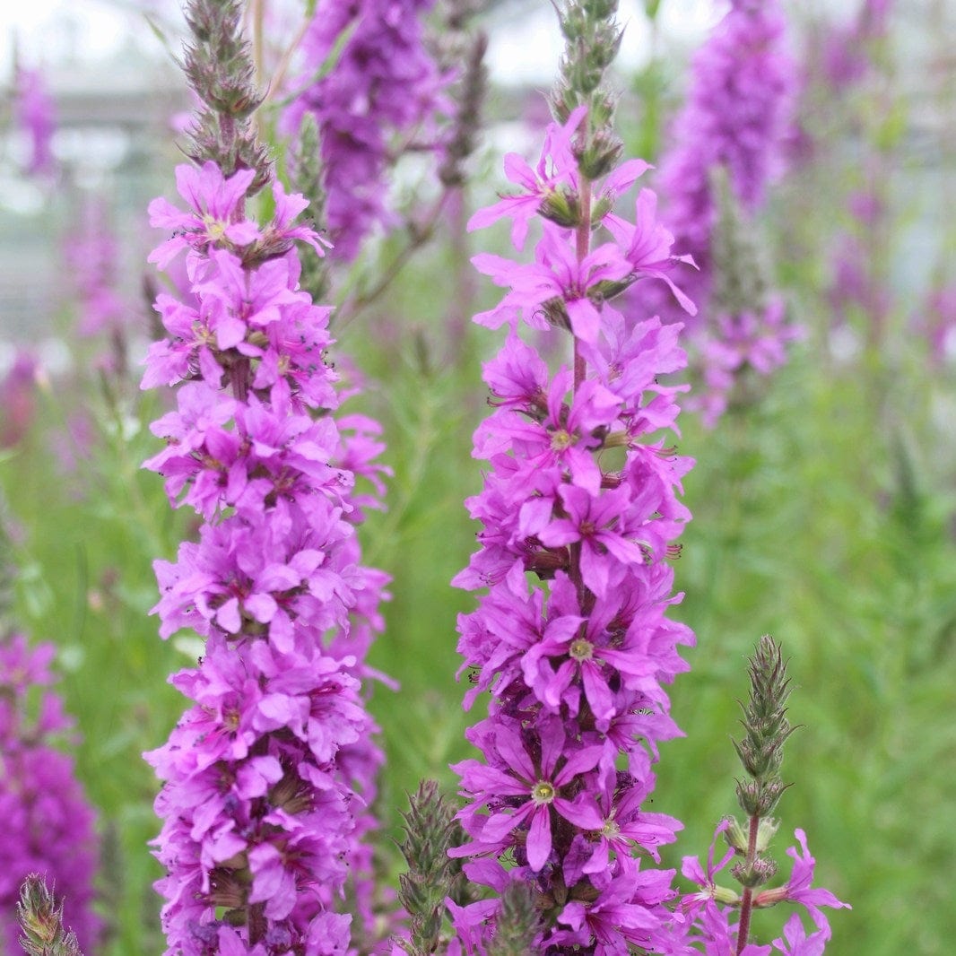 Purple Loosestrife | Lythrum salicaria – Roots Plants