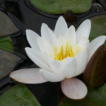 Large Water Lily | Nymphaea 'Marliacea Carnea' – Roots Plants