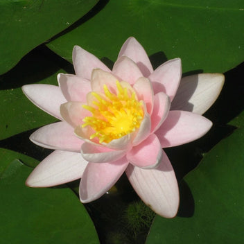 Large Water Lily | Nymphaea 'Marliacea Carnea' – Roots Plants