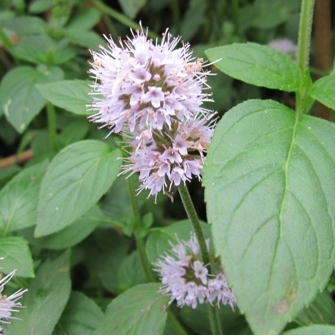 Water Mint | Mentha aquatica – Roots Plants