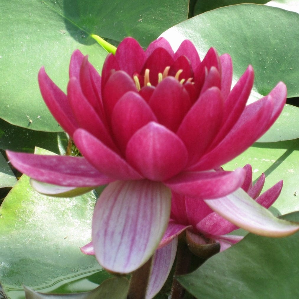 Red Water Lily | Nymphaea 'Perry's Baby Red' – Roots Plants