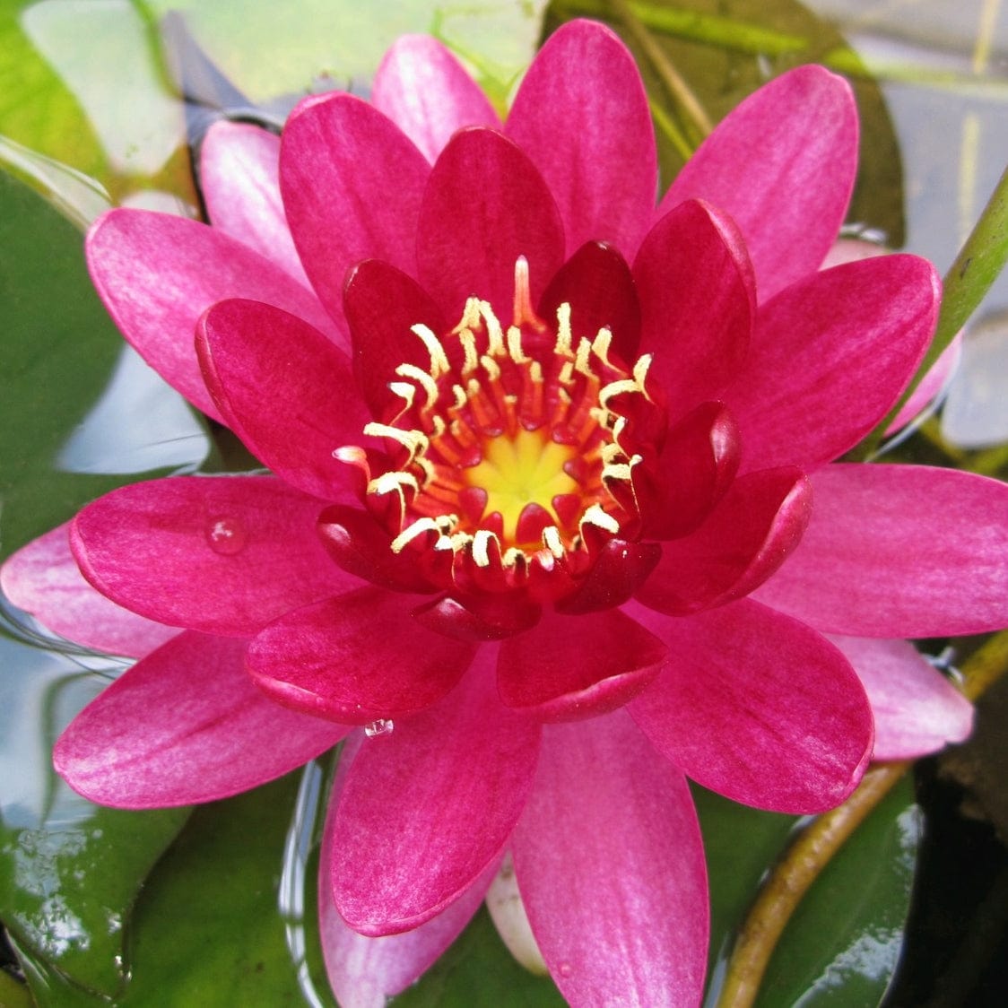 Red Water Lily | Nymphaea 'Perry's Baby Red' – Roots Plants