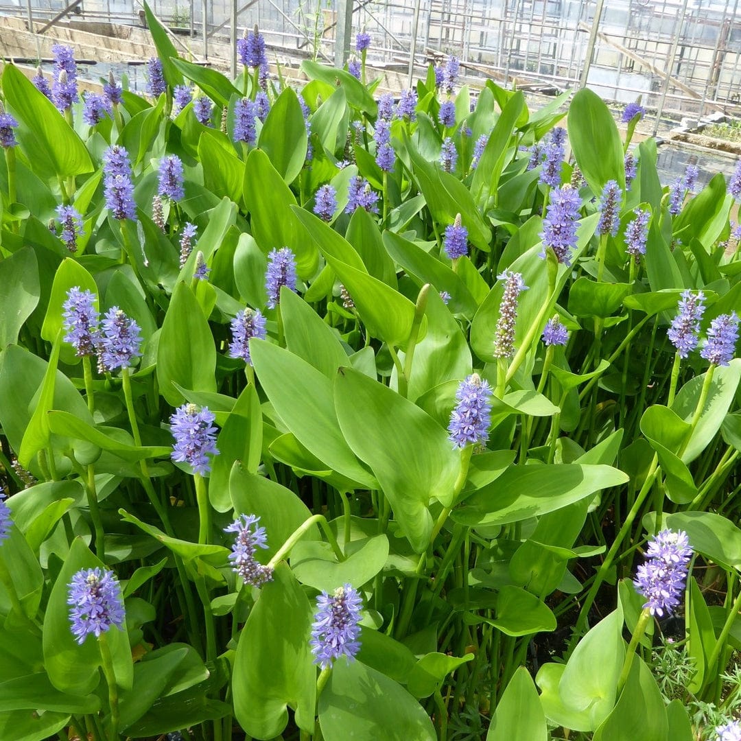 Pickerel Weed | Pontederia cordata – Roots Plants