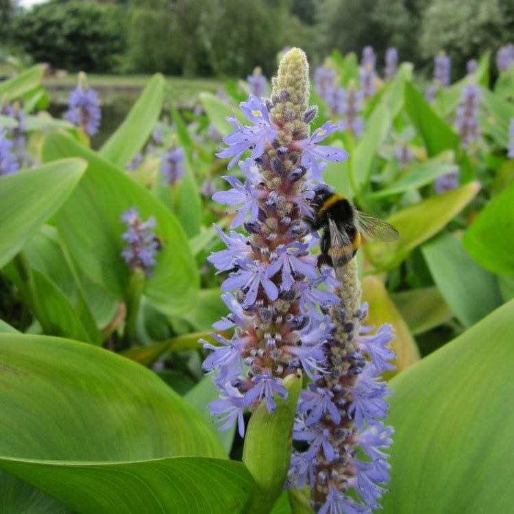 Pickerel Weed | Pontederia cordata – Roots Plants