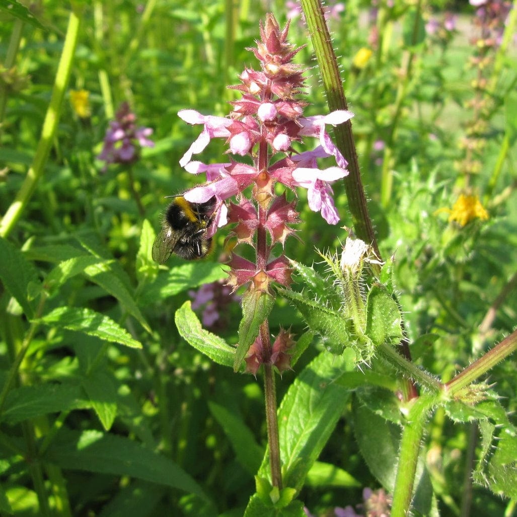 Marsh Woundwort | Stachys palustris – Roots Plants