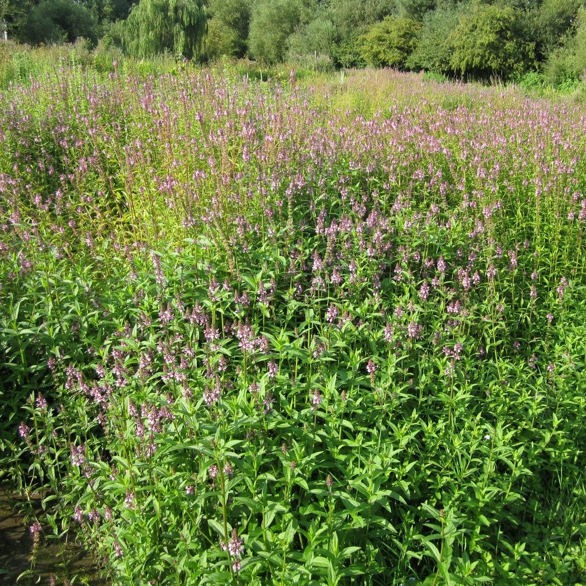 Marsh Woundwort | Stachys palustris – Roots Plants