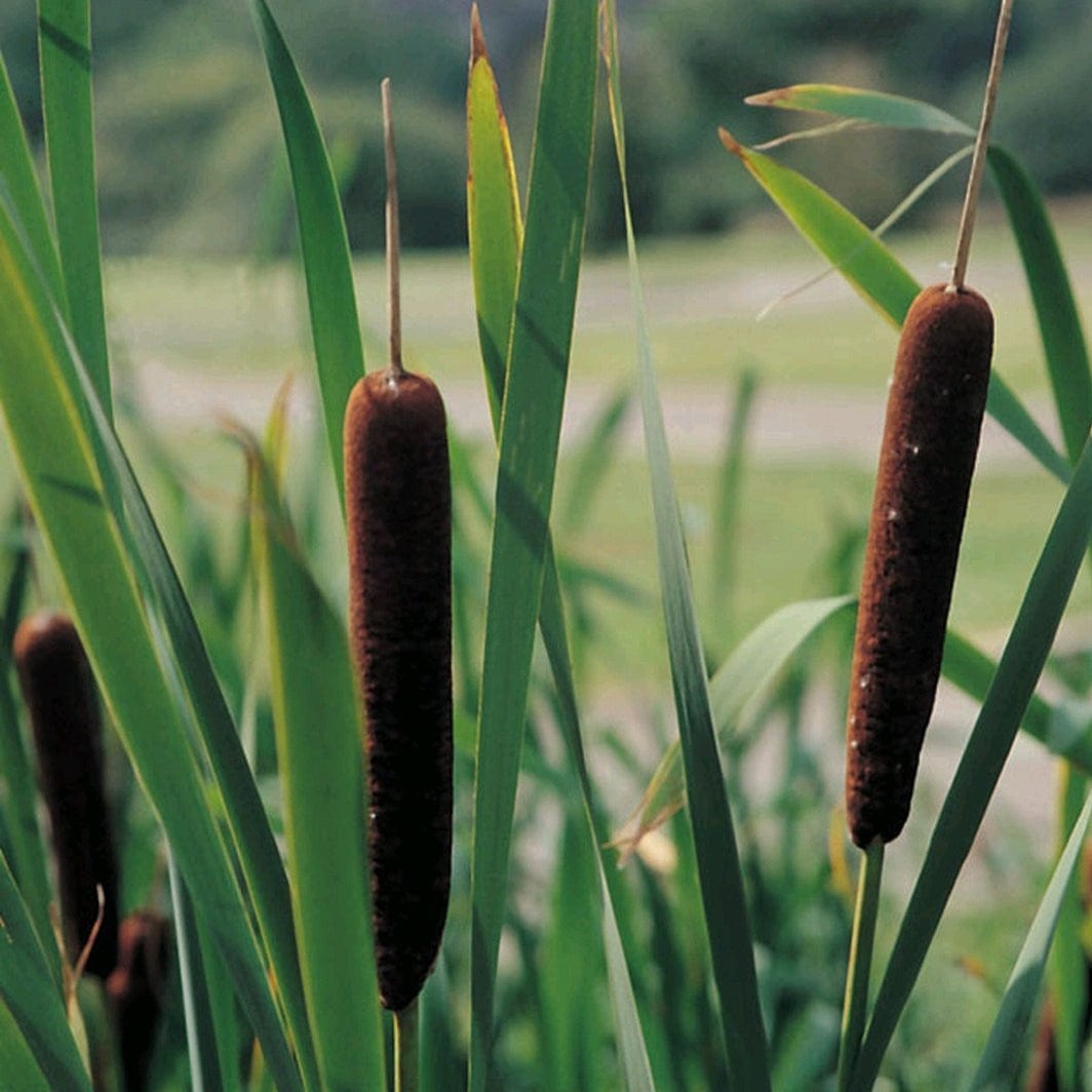 Lesser Bulrush | Typha angustifolia – Roots Plants