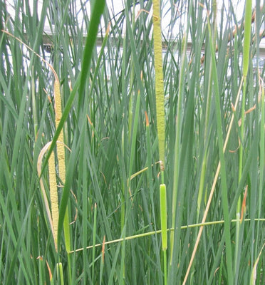 Medium Bulrush | Typha gracilis – Roots Plants