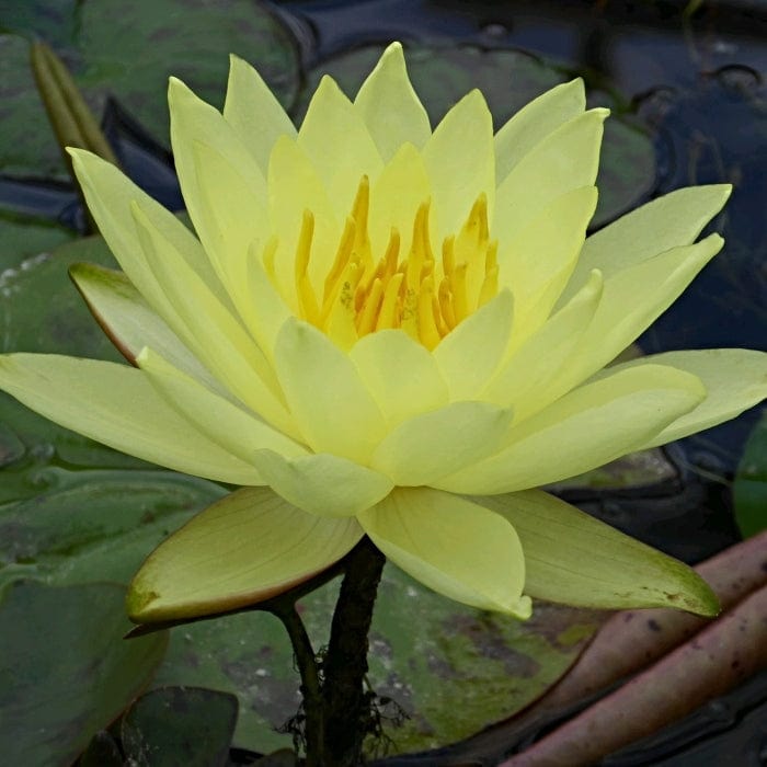 Water Lily | Nymphaea 'Lemon Mist' – Roots Plants