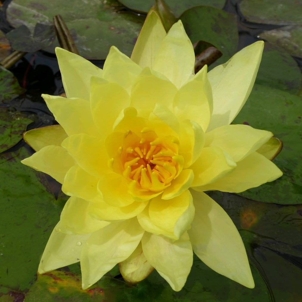 Water Lily | Nymphaea 'Lemon Mist' – Roots Plants