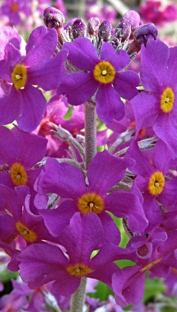 Bee's Primula | Primula Beesiana – Roots Plants