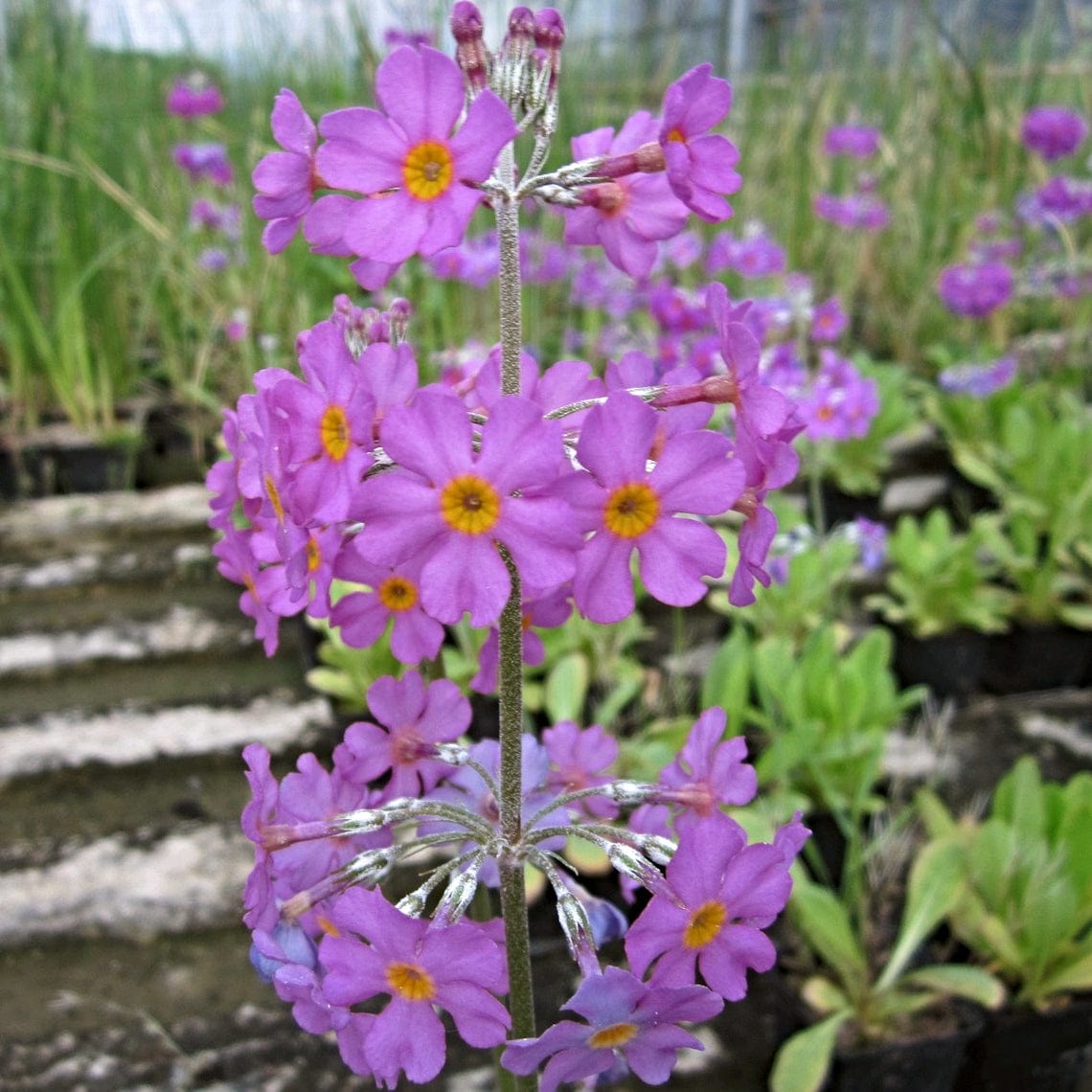 Bee's Primula | Primula beesiana – Roots Plants