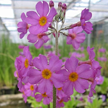 Bee's Primula | Primula beesiana – Roots Plants
