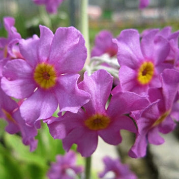 Bee's Primula | Primula beesiana – Roots Plants