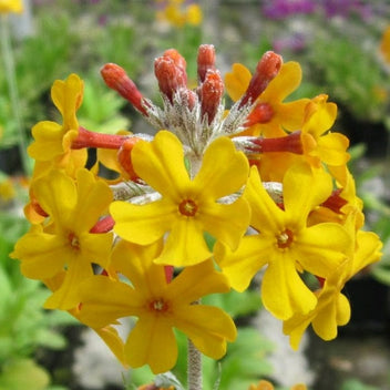 Bee's Primula | Primula beesiana – Roots Plants