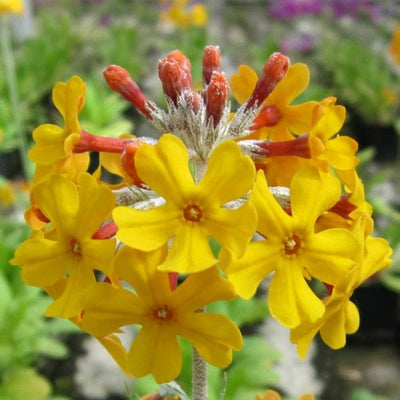 Bee's Primula | Primula beesiana – Roots Plants