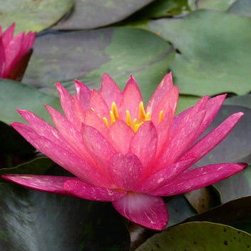 Variegated Water Lily | Nymphaea 'Wanvisa' – Roots Plants