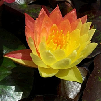 Variegated Water Lily | Nymphaea 'Wanvisa' – Roots Plants