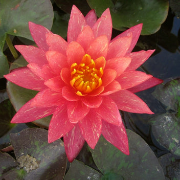 Variegated Water Lily | Nymphaea 'Wanvisa' – Roots Plants
