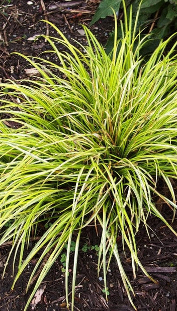 Golden Variegated Sweet Flag | Acorus gramineus 'Ogon' – Roots Plants