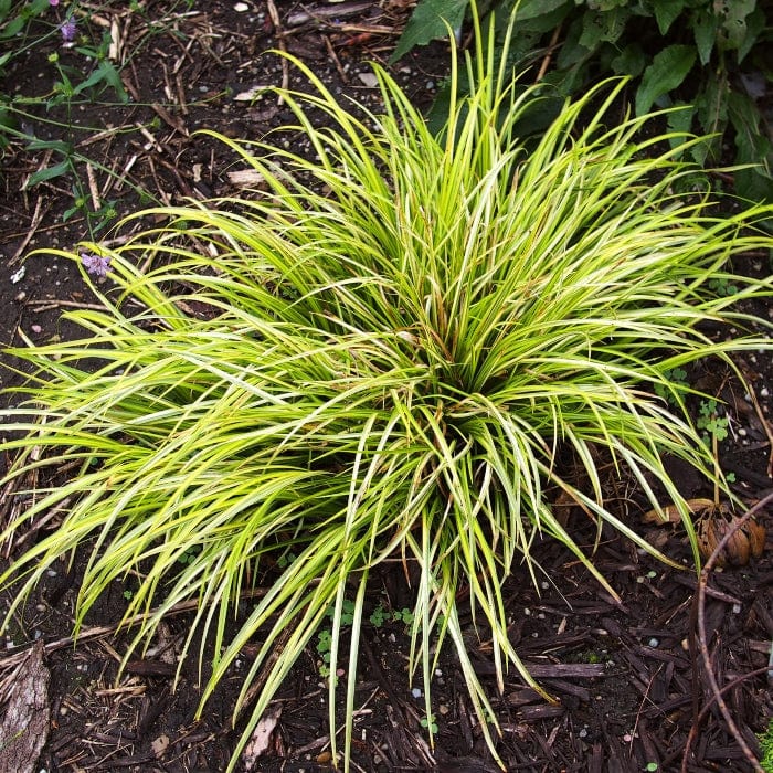 Golden Variegated Sweet Flag | Acorus gramineus 'Ogon' – Roots Plants