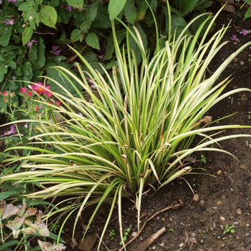 Golden Variegated Sweet Flag | Acorus gramineus 'Ogon' – Roots Plants