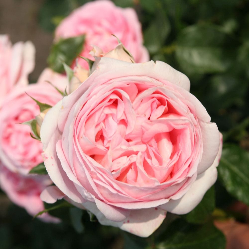 'Pink Martini' Hybrid Tea Rose – Roots Plants