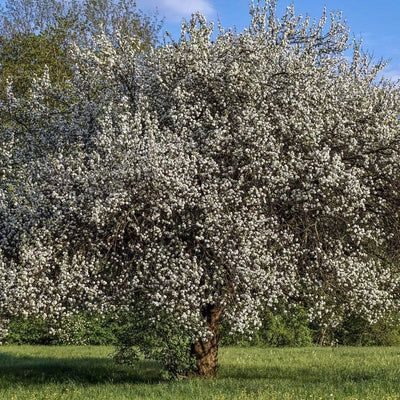 'Opal' Plum Tree – Roots Plants