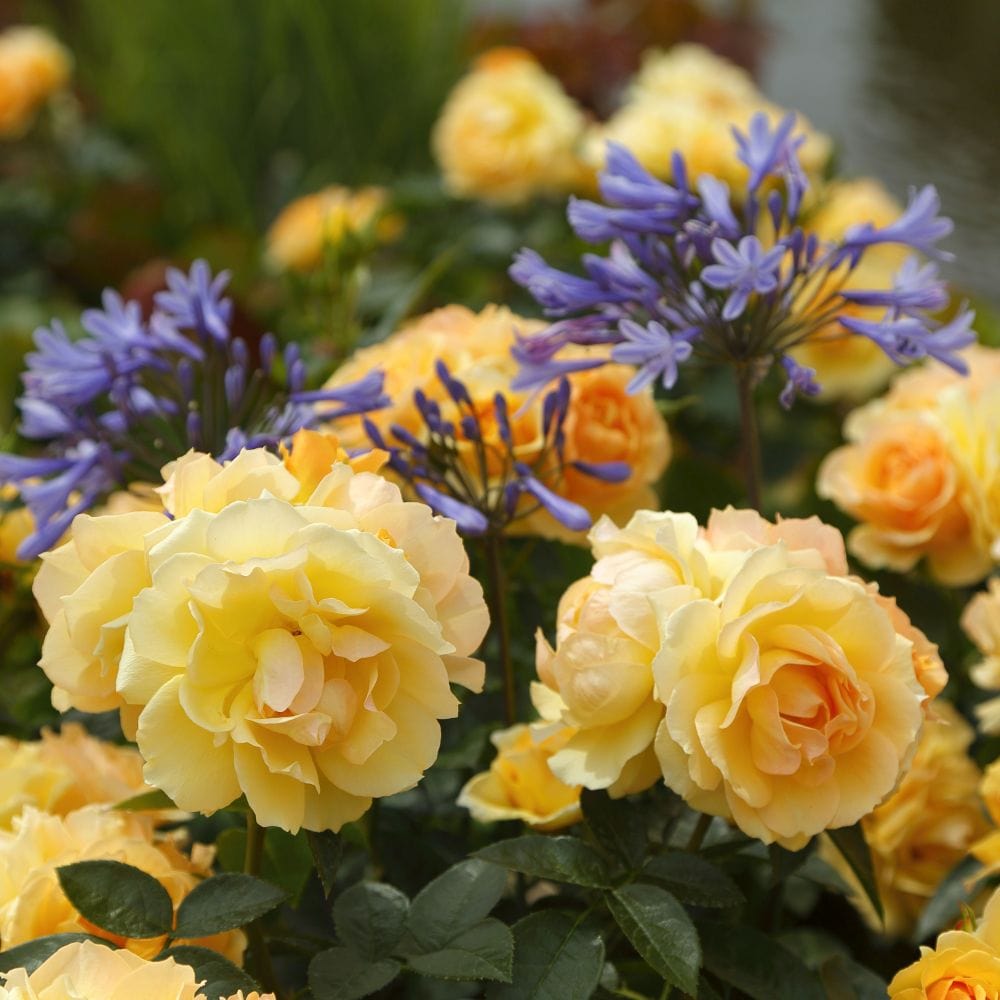 'Queen Bee' Floribunda Rose – Roots Plants