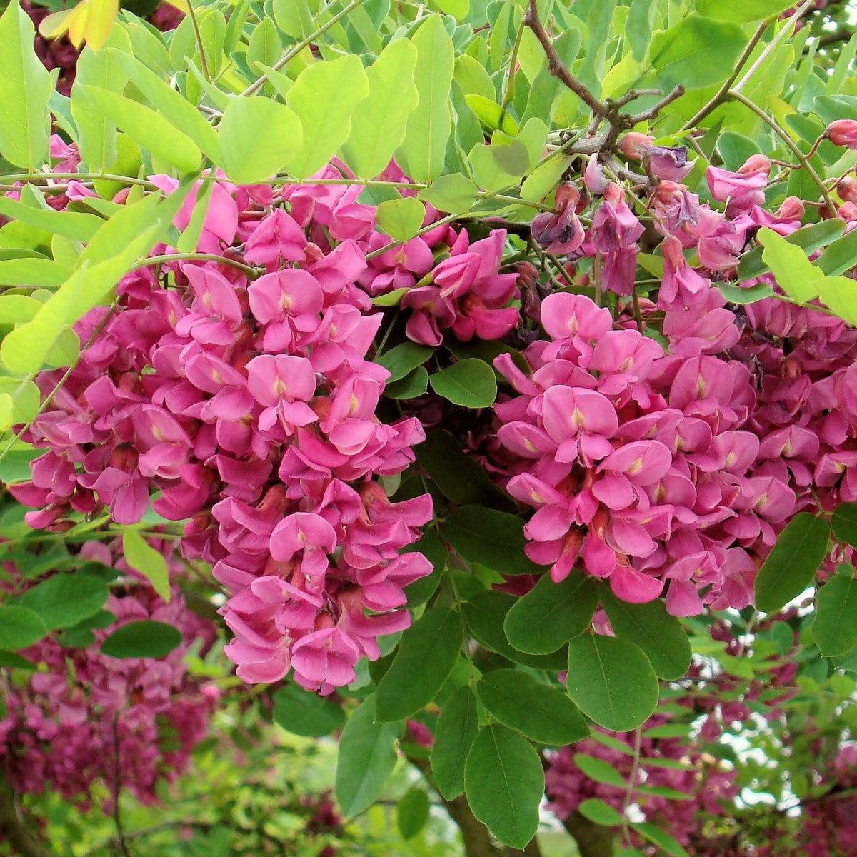 'Pink Cascade' False Acacia Tree | Robinia pseudoacacia – Roots Plants