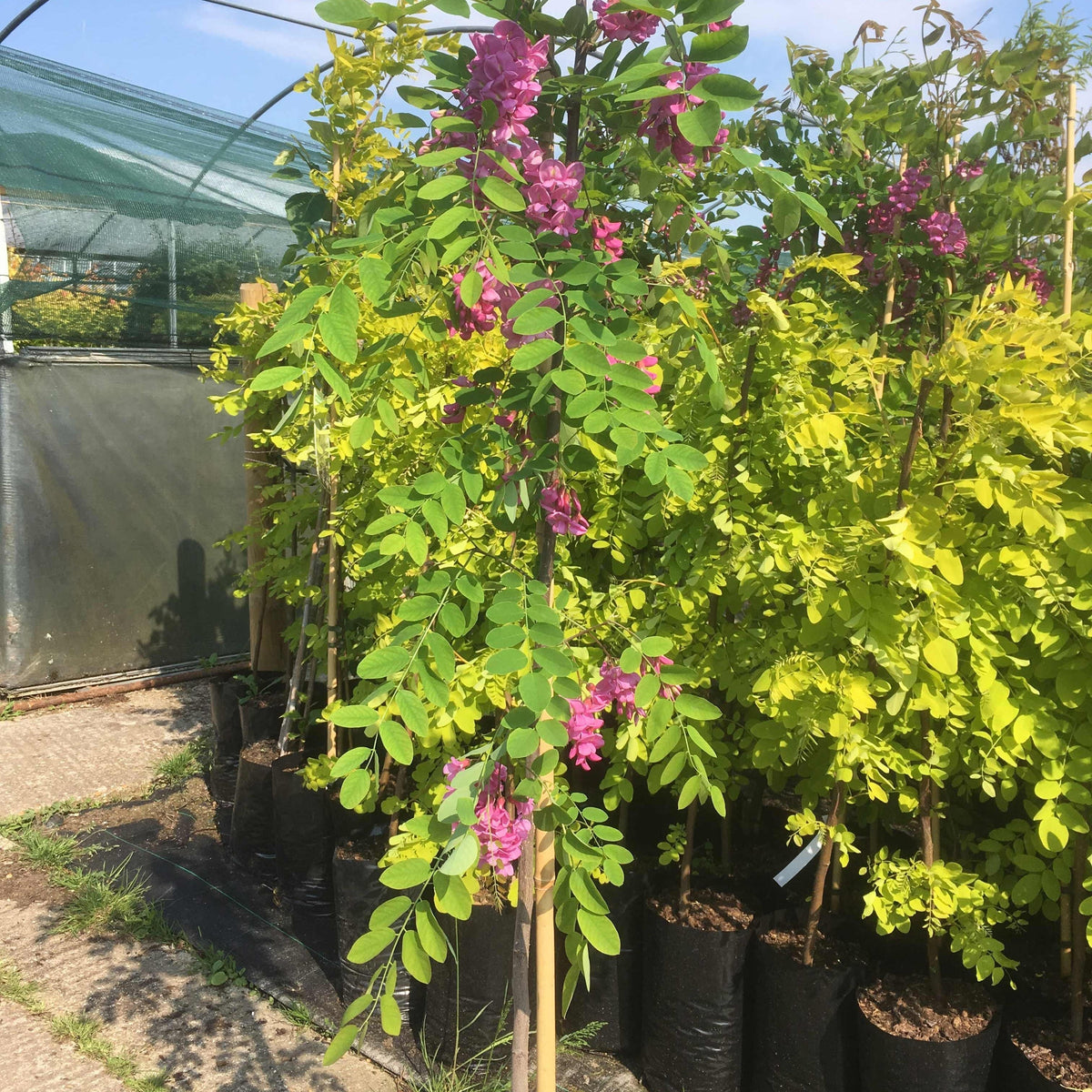 'Pink Cascade' False Acacia Tree | Robinia pseudoacacia – Roots Plants