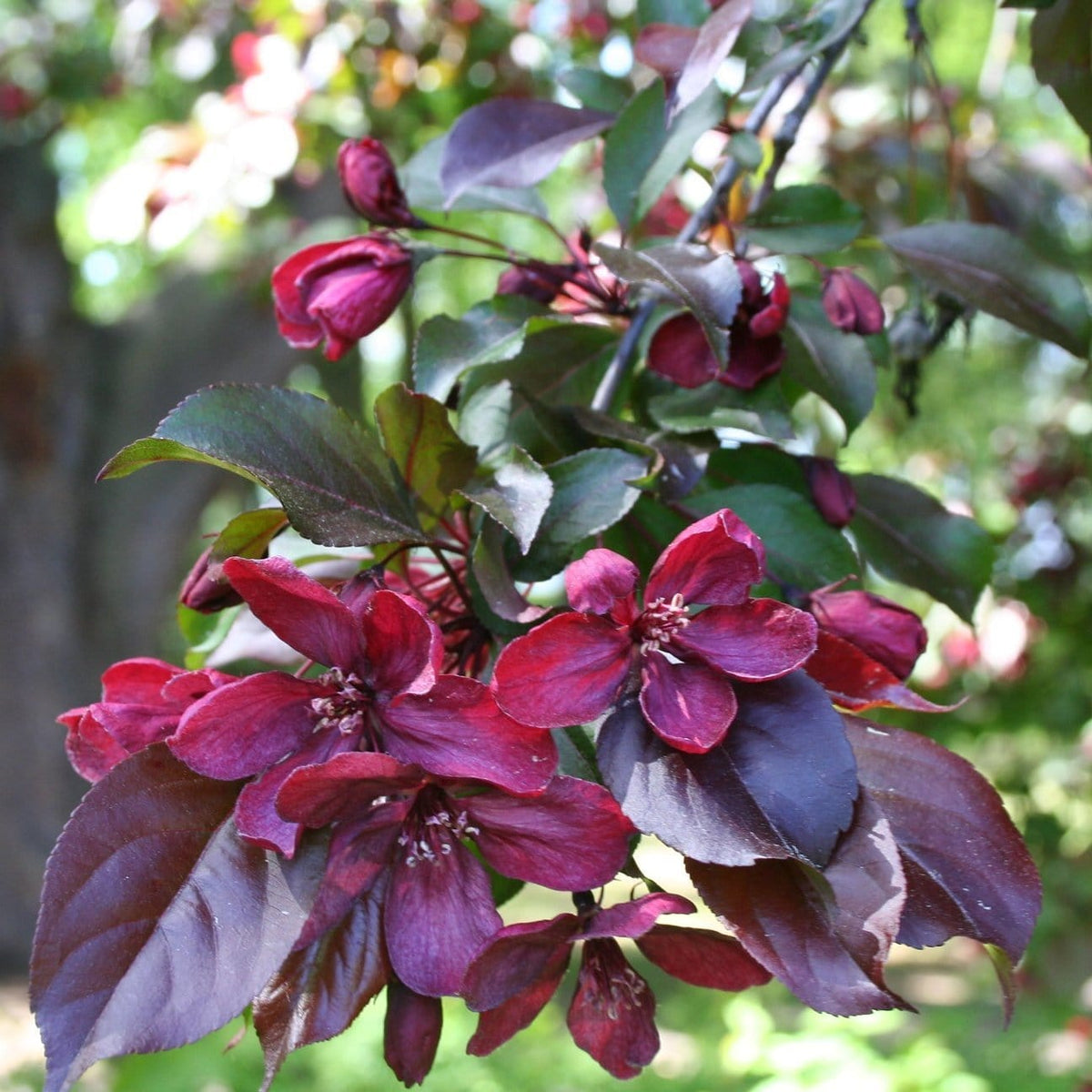 'Royalty' Crabapple Tree – Roots Plants