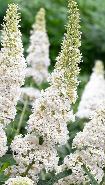 Buddleja davidii 'White Profusion' | Butterfly Bush – Roots Plants