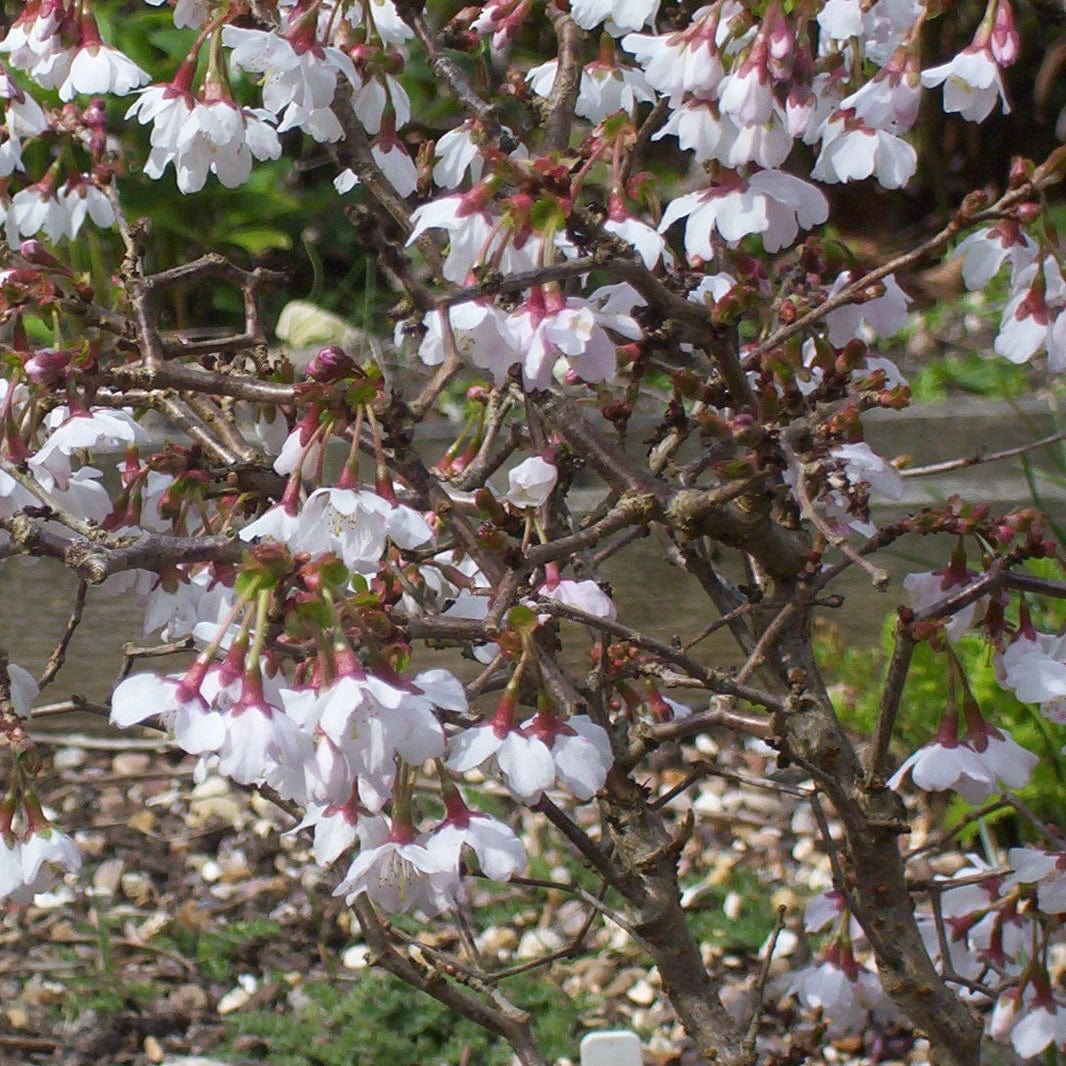Prunus 'Kojo-no-mai' – Roots Plants