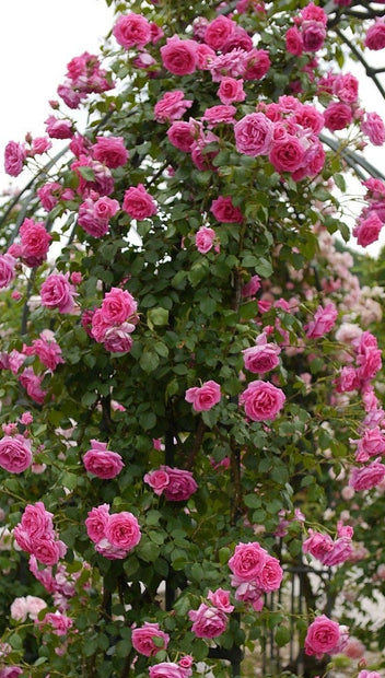'Parade' Climbing Rose – Roots Plants
