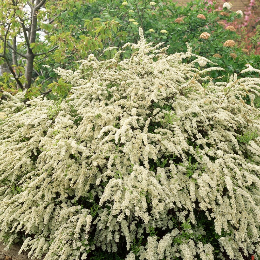 Van Houtte's Spiraea Hedging | Spiraea vanhouttei – Roots Plants