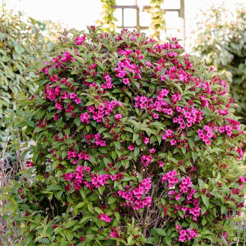 Weigela 'Bristol Ruby' Hedging – Roots Plants