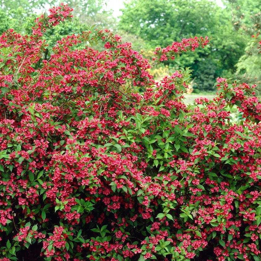 Weigela 'Bristol Ruby' Hedging – Roots Plants