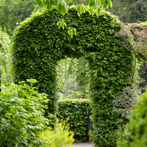 Hedging Plants: UK Grown, High Quality Hedges - Roots Plants