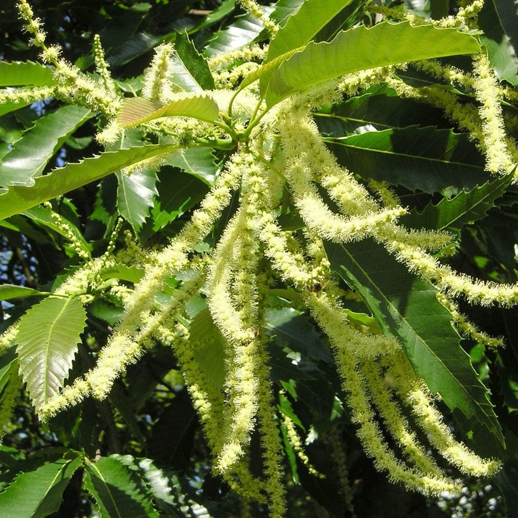 Sweet Chestnut Hedging | Castanea sativa - Roots Plants